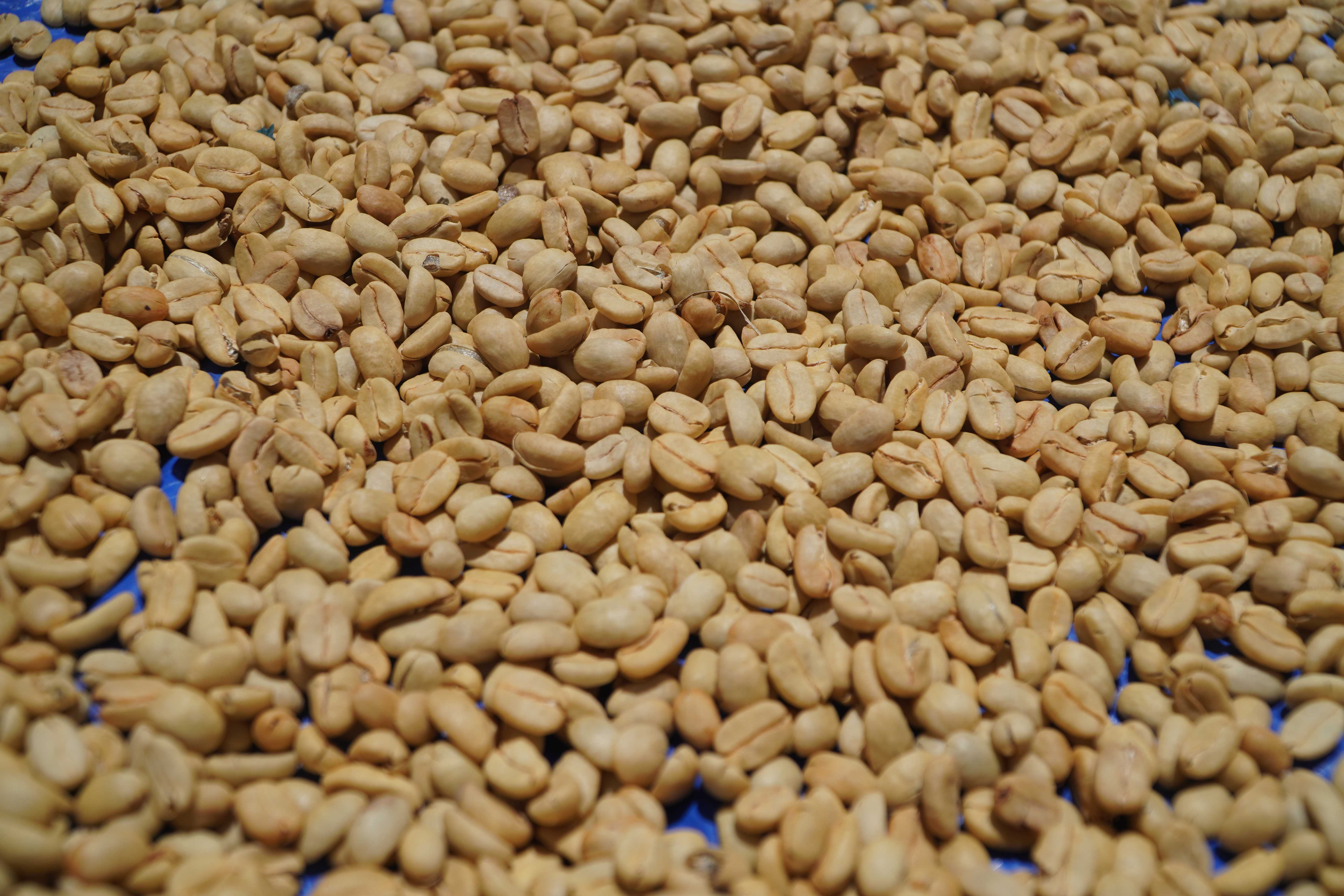 Faktor Yang Mempengaruhi Aroma Dan Cita Rasa Kopi